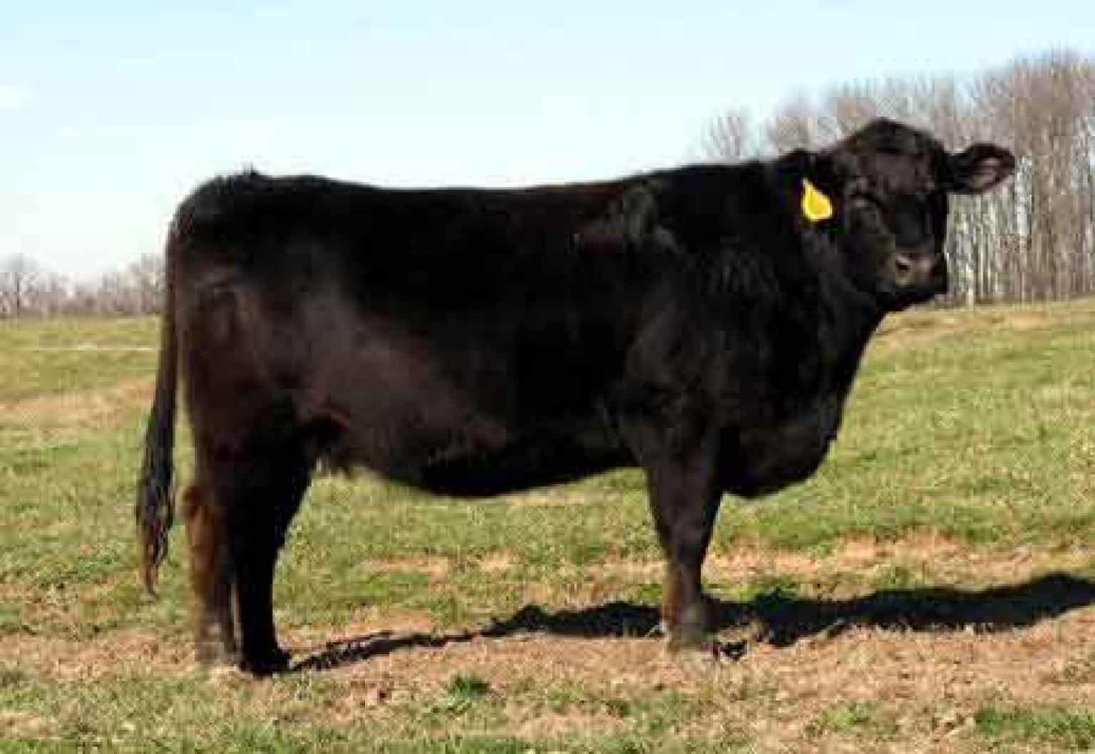 Black Angus : Carne pregiata da scoprire, ecco quello che c'è da sapere